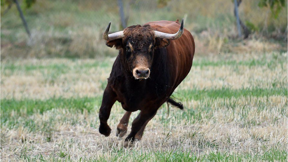 Slaughtered bull was Florida family’s pet – WPXI