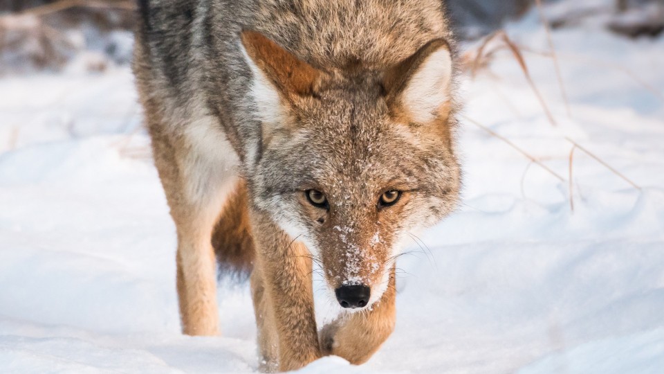 Coyote bites man, boy in separate attacks – WDBO