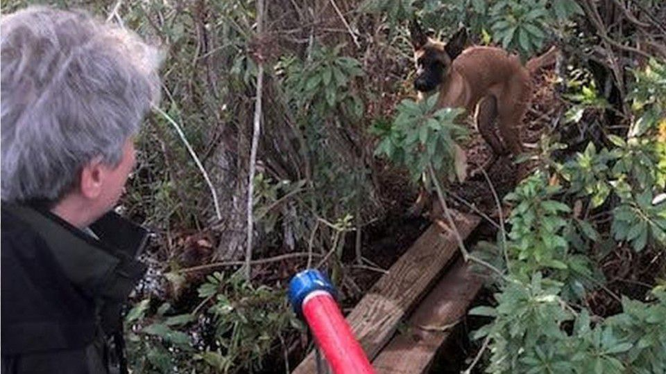 Florida animal control officer rescues dog clinging to log in alligator ...