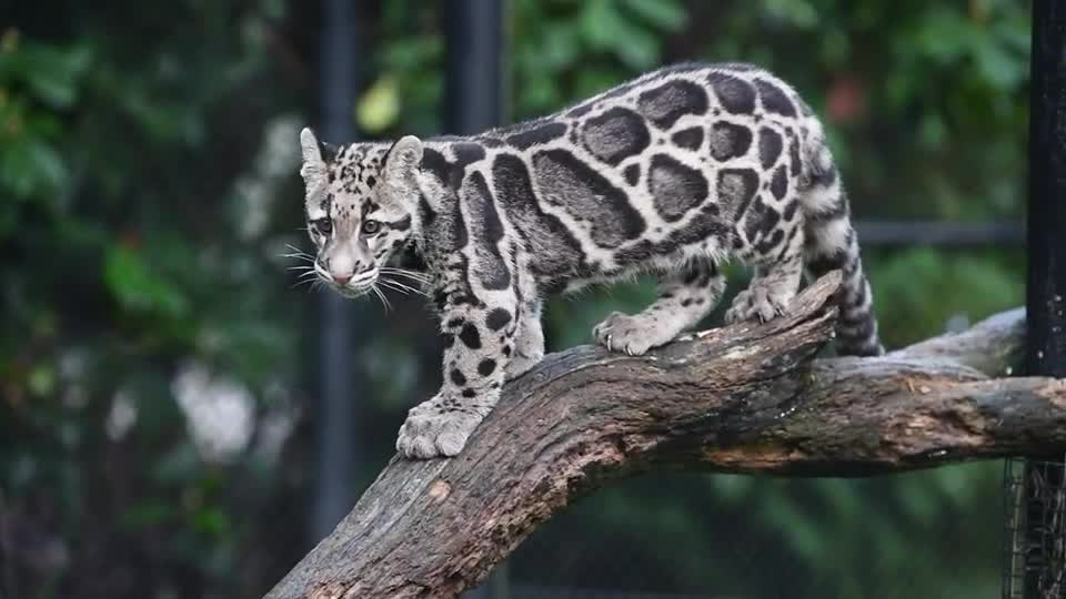 Bornean Clouded Leopard