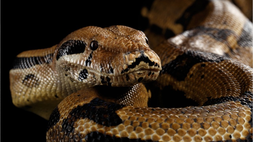 Oh no, a boa! Kansas resident finds 6-foot snake hiding in couch – WSB ...