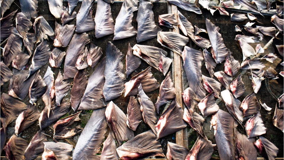 Wildlife inspectors seize dried shark fins worth $1M in Miami