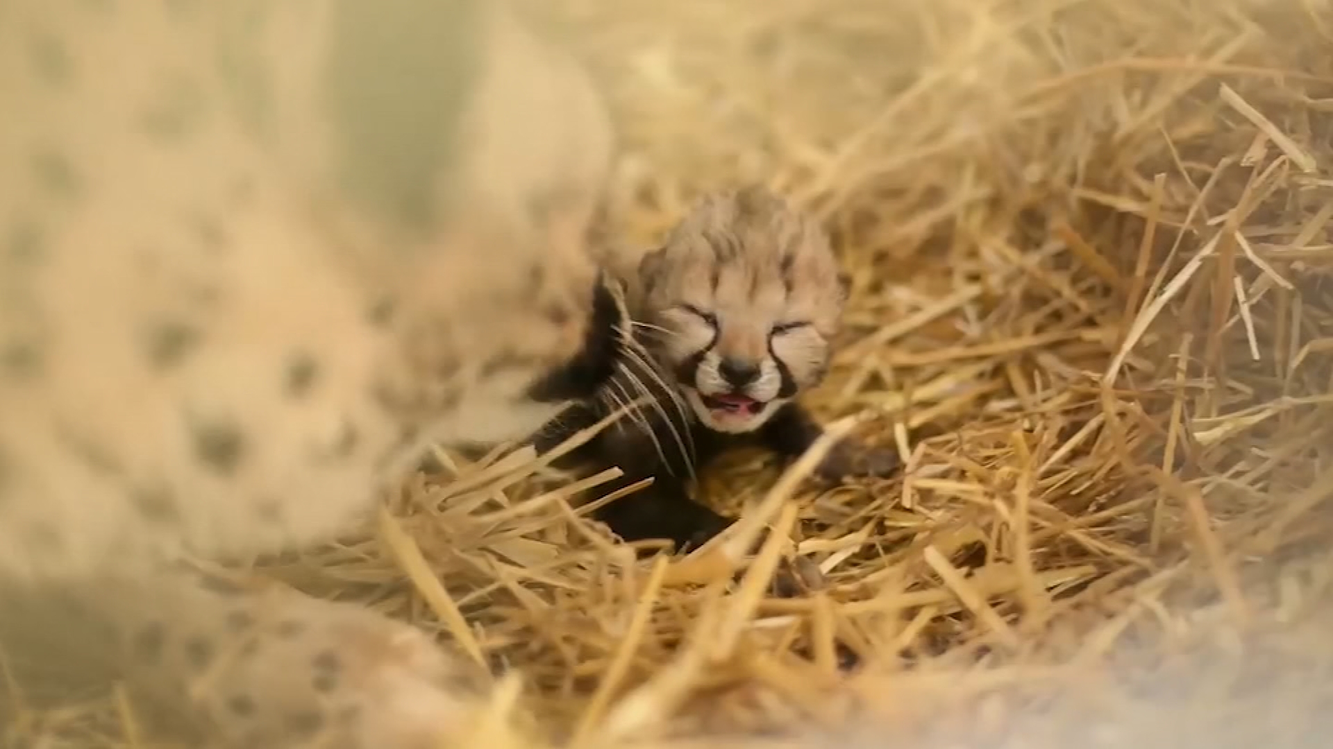 Ohio zoo celebrates first cheetah cubs born through in vitro ...