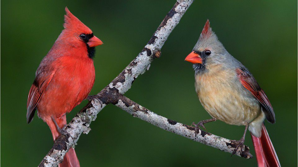 Pennsylvania Man Captures Photo Of Rare Half male Half female Cardinal