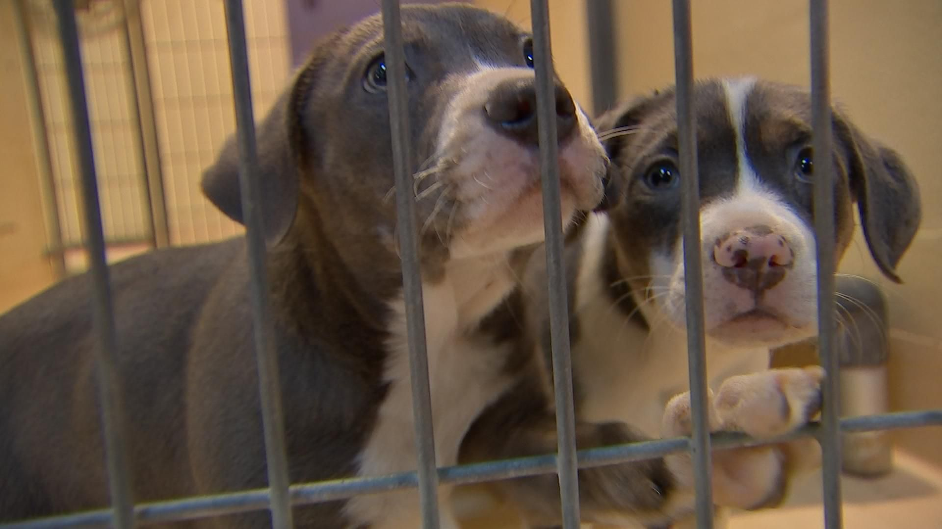 Is Mono Contagious To Dogs