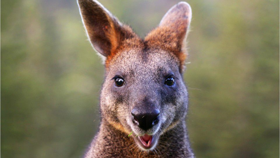 Kangaroo on the loose: Marsupial escapes in small Alabama town – WPXI