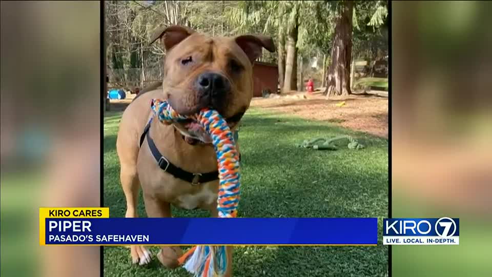 KIRO 7 Pet of the Week for March 5, 2021 – KIRO 7 News Seattle