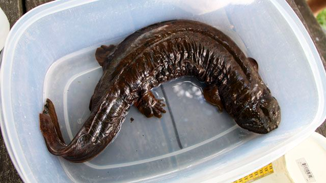 Eastern hellbender: Conservation groups fighting for protection of ...
