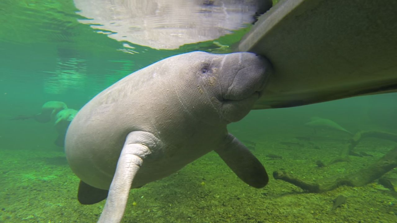 ‘A possibility of extinction’: Manatees dying at unprecedented rate in ...
