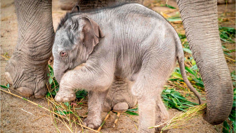 Texas’ Houston Zoo welcomes baby Asian elephant – WHIO TV 7 and WHIO Radio