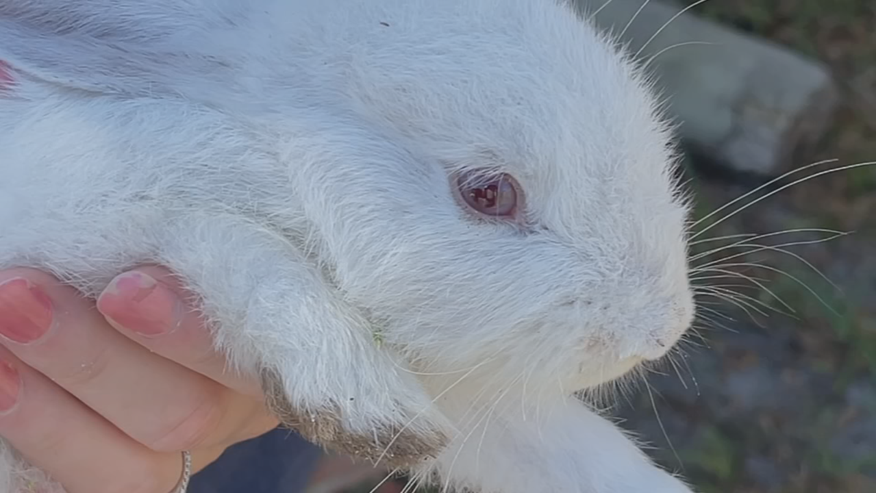 Rescue Rabbit Orica