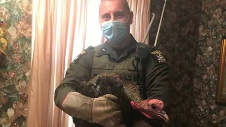 Wild turkey causes damage after breaking into New York woman’s home ...