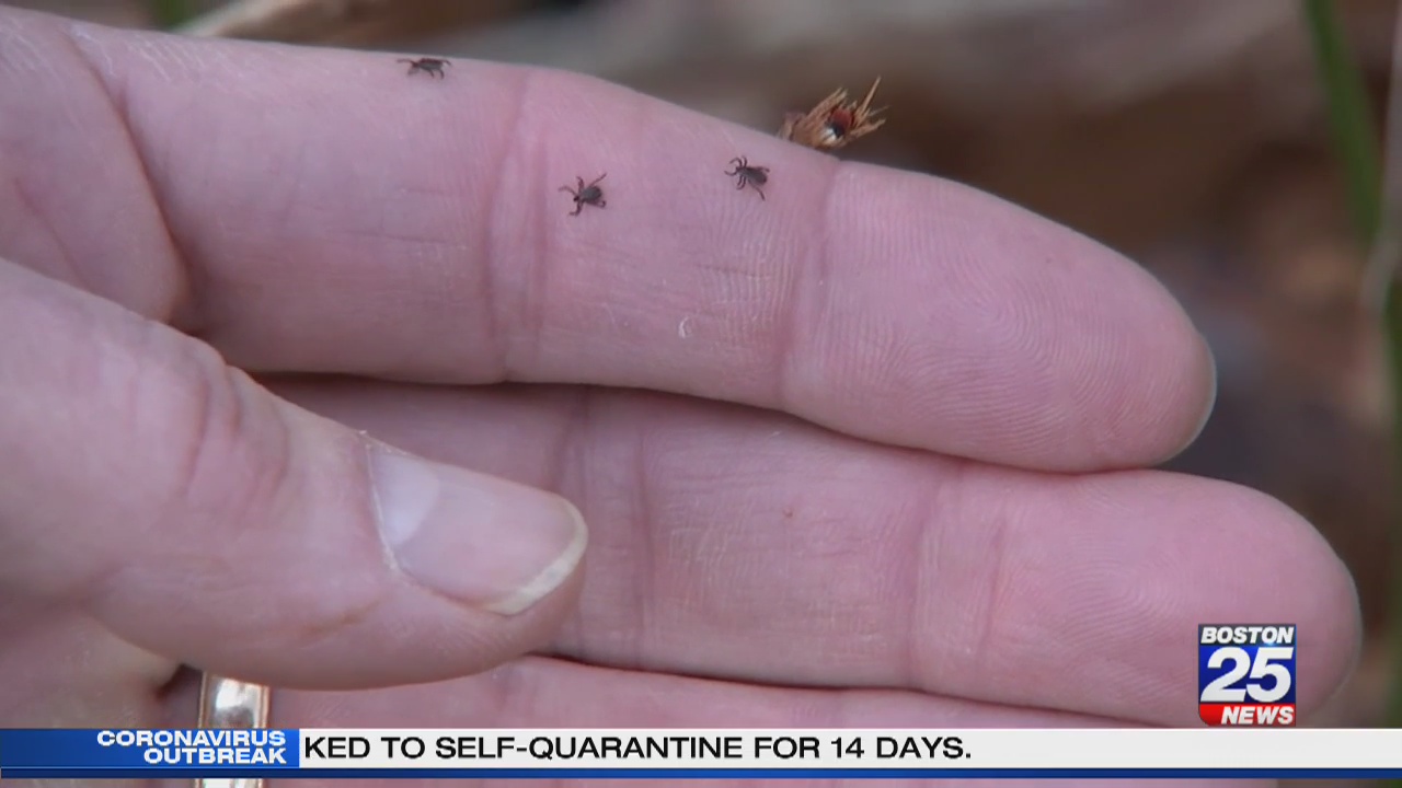 Doctors See An Early Increase In Tick Bites Lyme Disease Concerns doctors-see-an-early-increase-in-tick-bites-lyme-disease-concerns