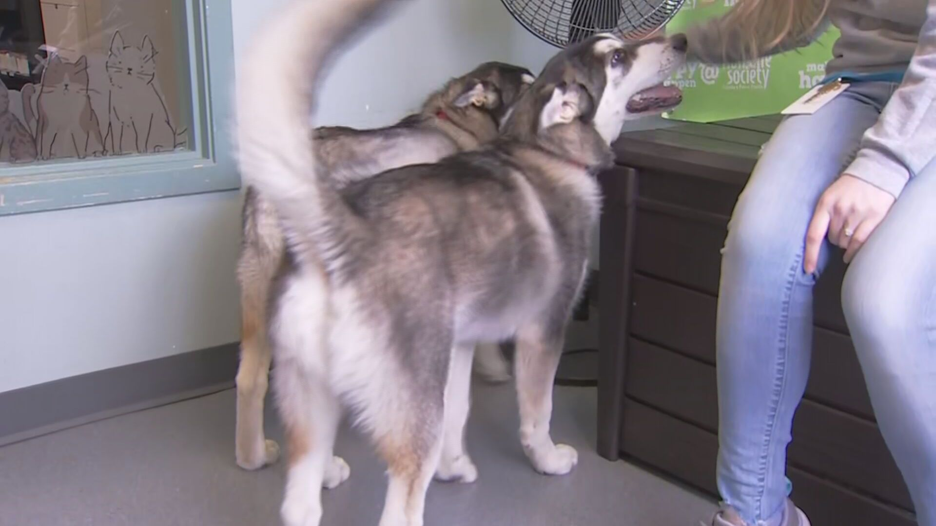 What Is A Pack Of Huskies Called