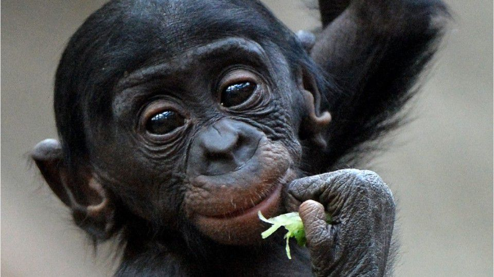 WATCH: Cincinnati Zoo bonobo plays with her smiling granddaughter in ...