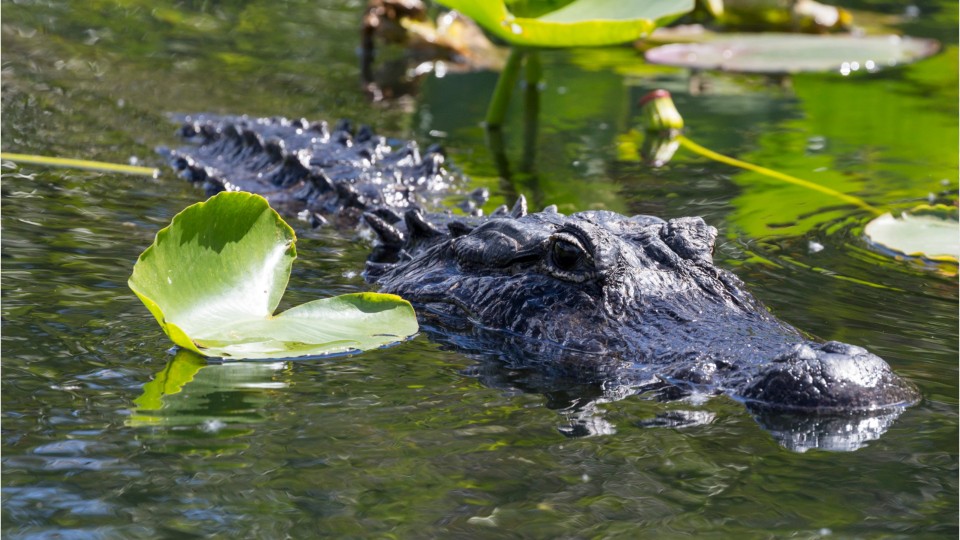 Florida officials seek information after 11-foot alligator shot with arrows