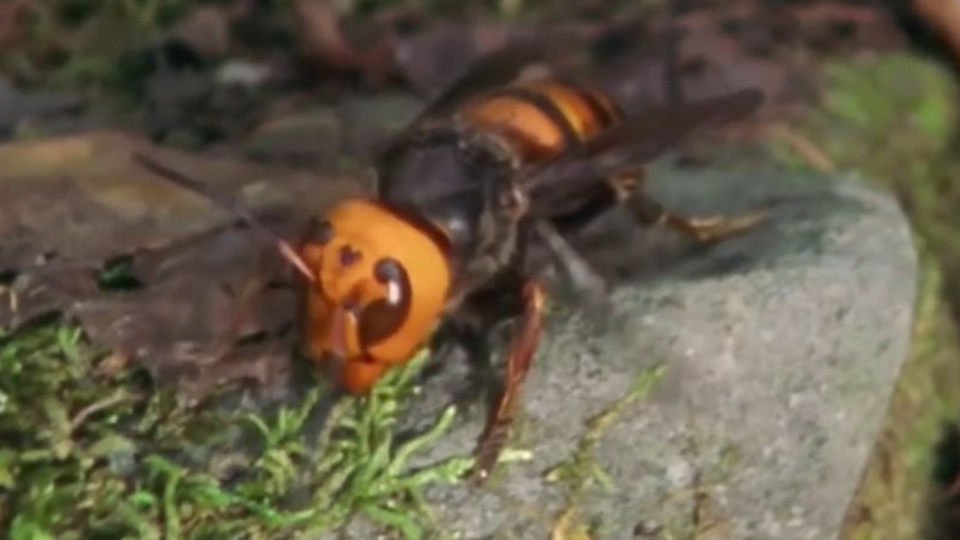 Giant hornets spell trouble for beekeepers, farmers in Washington state ...