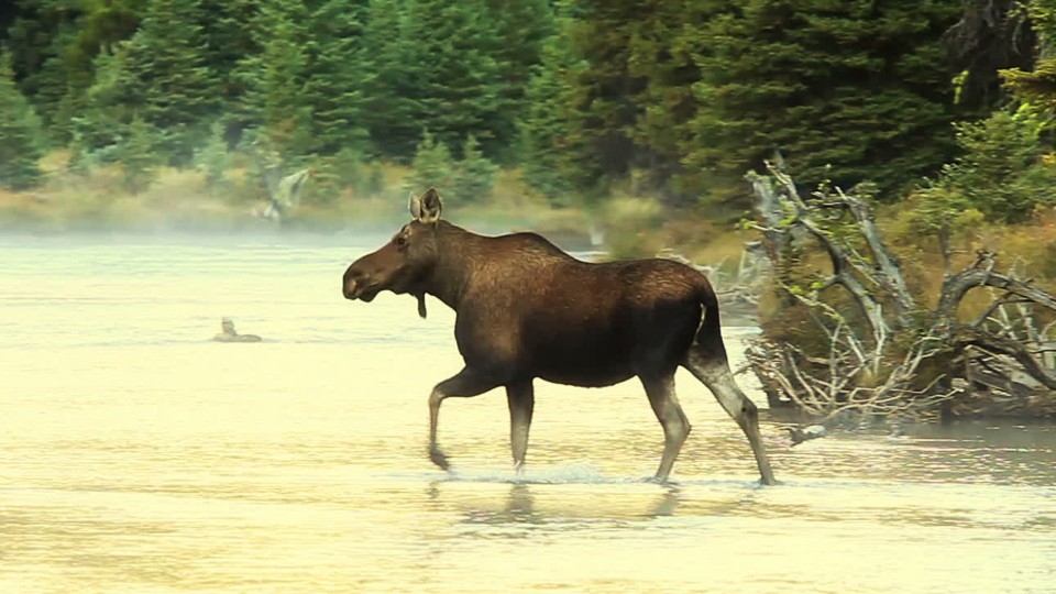 Social distancing: People permitted to drive cars through wildlife park ...