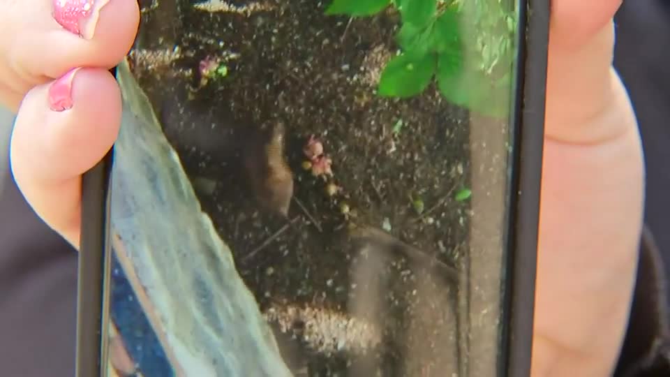 Pittsburgh neighborhood overrun by rats pleading for help from the city ...