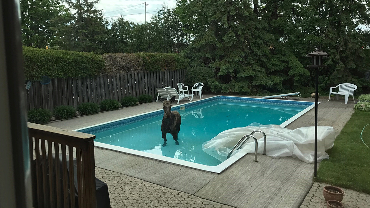 Homeowner surprised to find moose swimming in pool