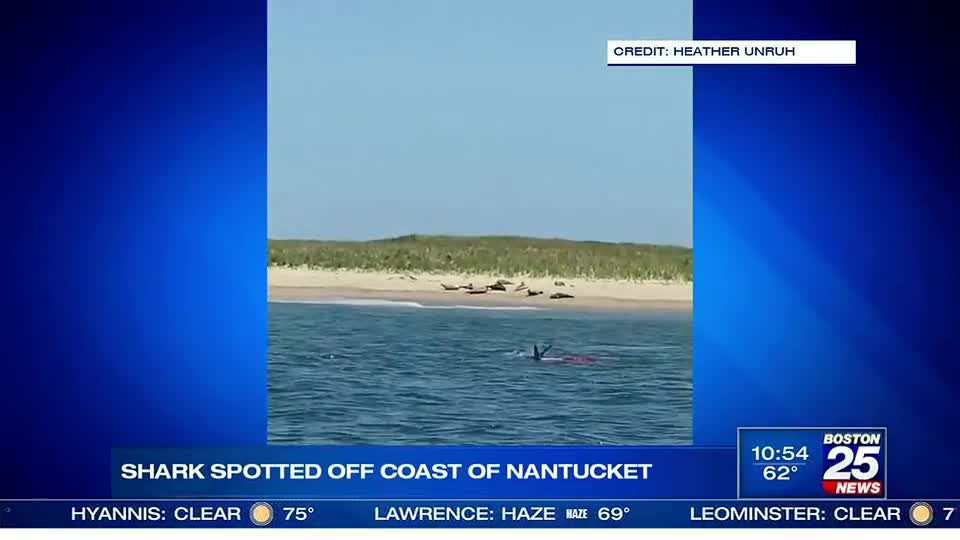 Nantucket Shark