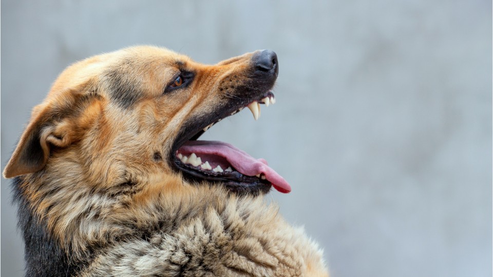 Family dog mauls, kills baby boy in South Dakota, deputies say – Action ...