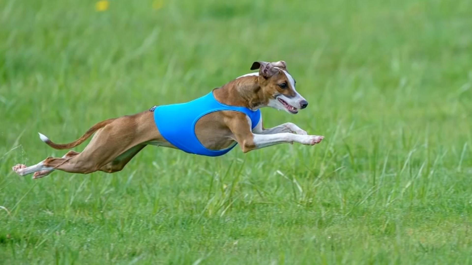 Italian Greyhounds Racing