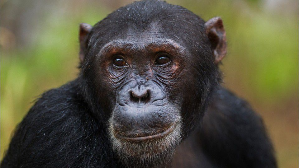 Deputy fatally shoots pet chimpanzee that attacked Oregon woman ...