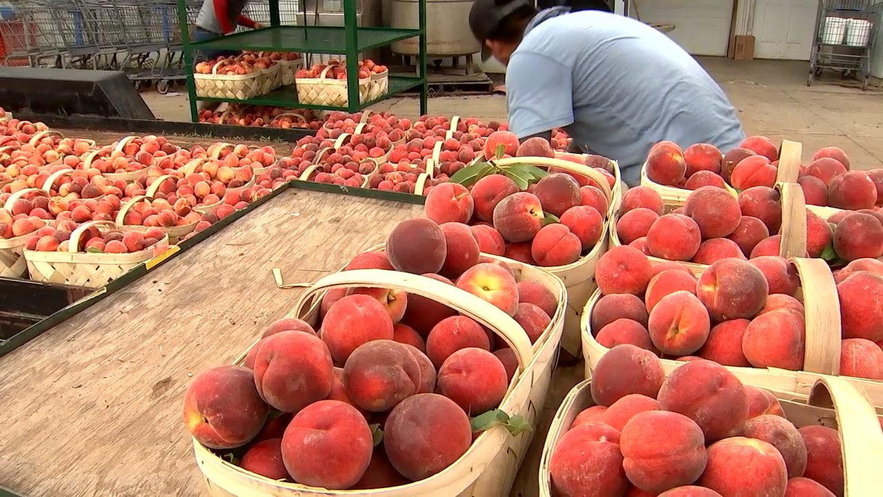 Farmers say this year’s Georgia peach crop is near perfect