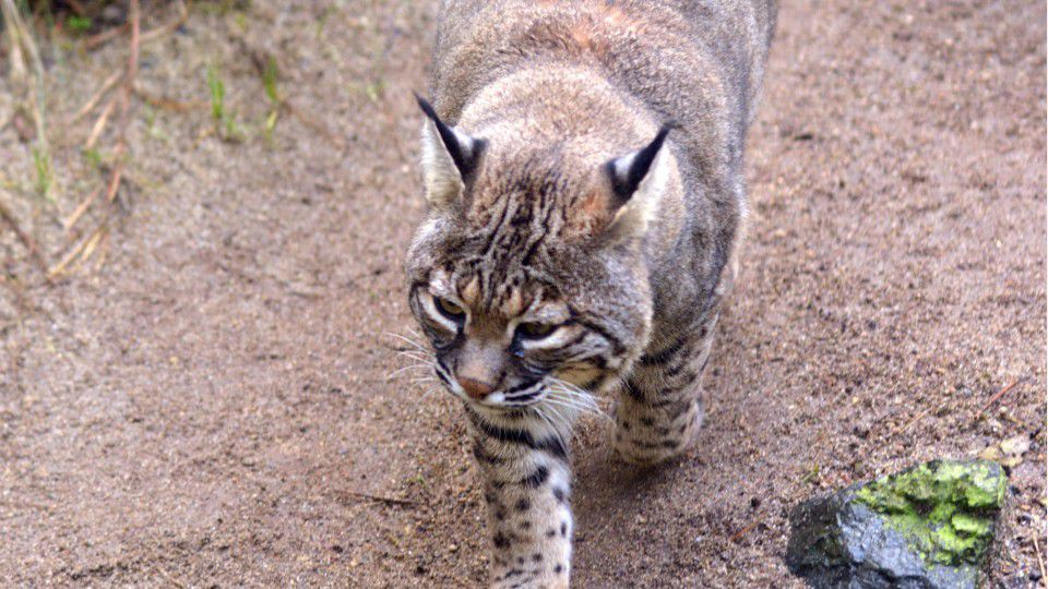 Man attacked by possibly rabid bobcat outside home – WPXI