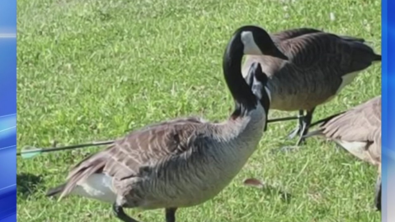Goose recovering after being shot by arrow – WPXI