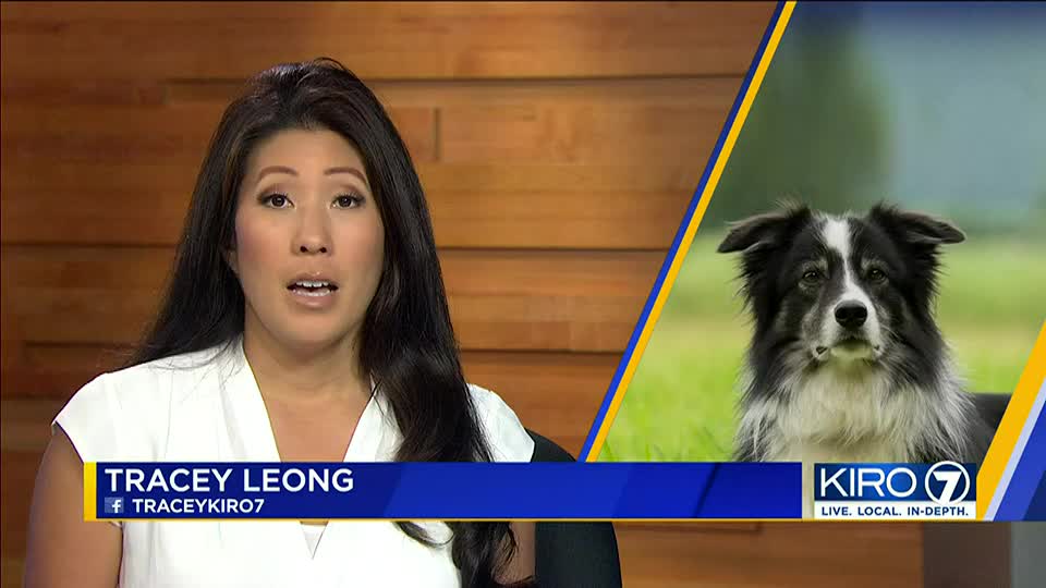 PAWS empowers teen animal advocates – KIRO 7 News Seattle