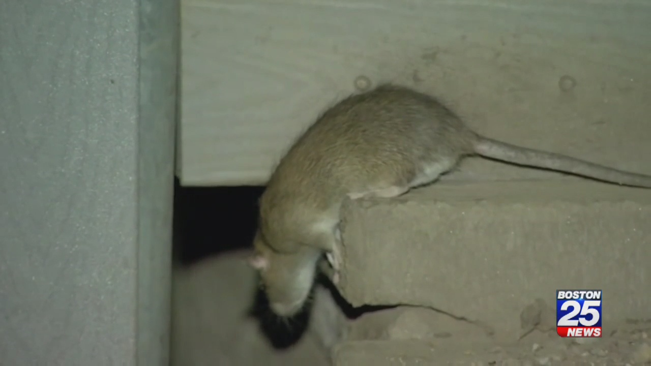 Boston dealing with unusual surge in rodent complaints – Boston 25 News