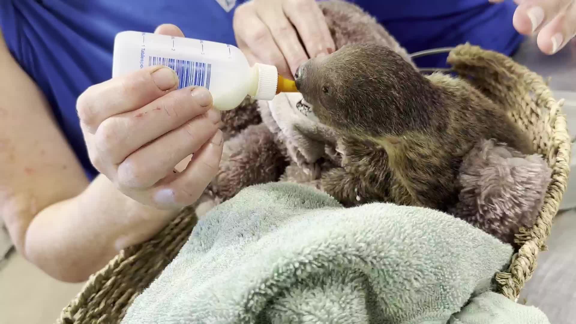 Rapist Sloth Original Photo