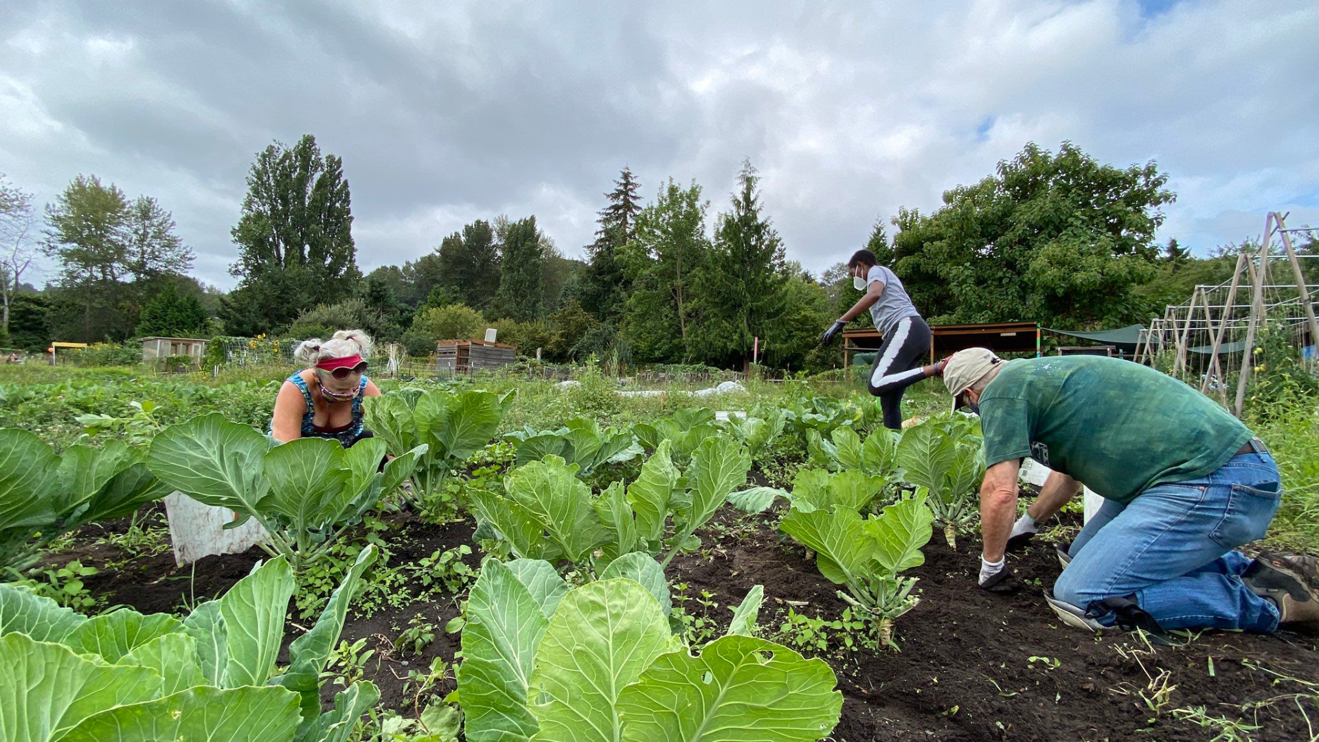 Urban farm Giving Garden donates all veggies, fighting pandemic food ...
