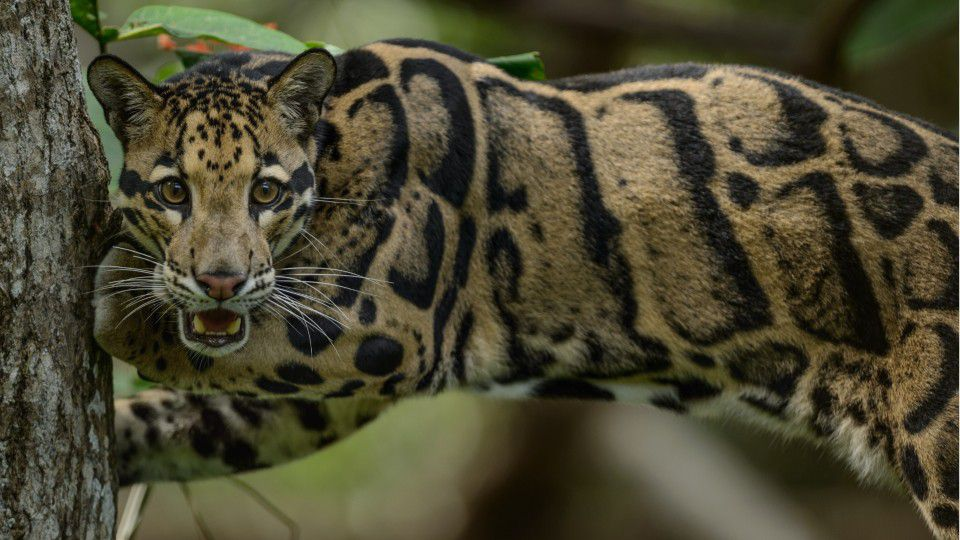Rare clouded leopard kitten born at Oklahoma City Zoo – WSOC TV