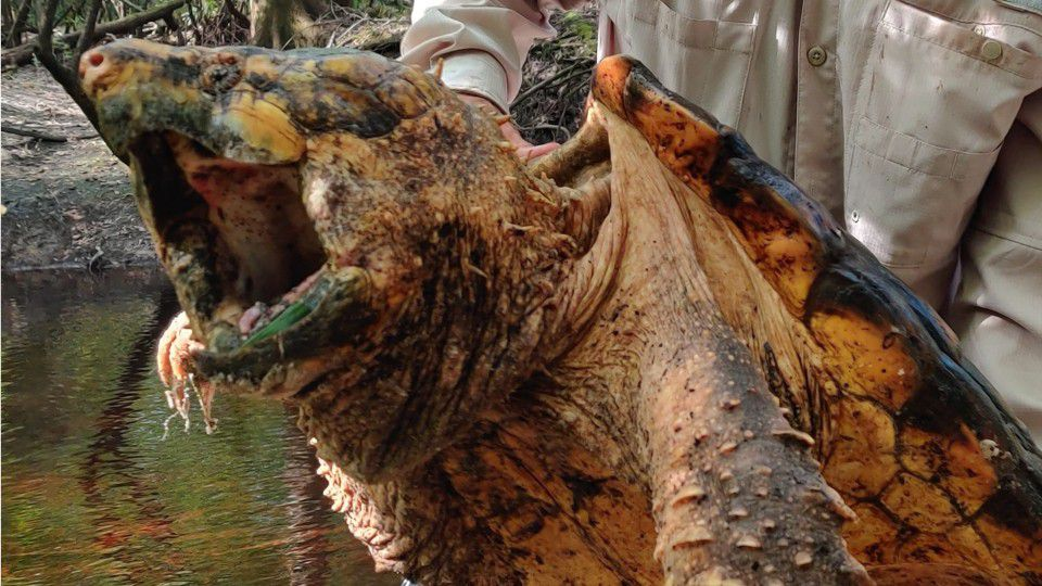 Florida wildlife officials catch 100-pound Suwannee alligator snapping ...