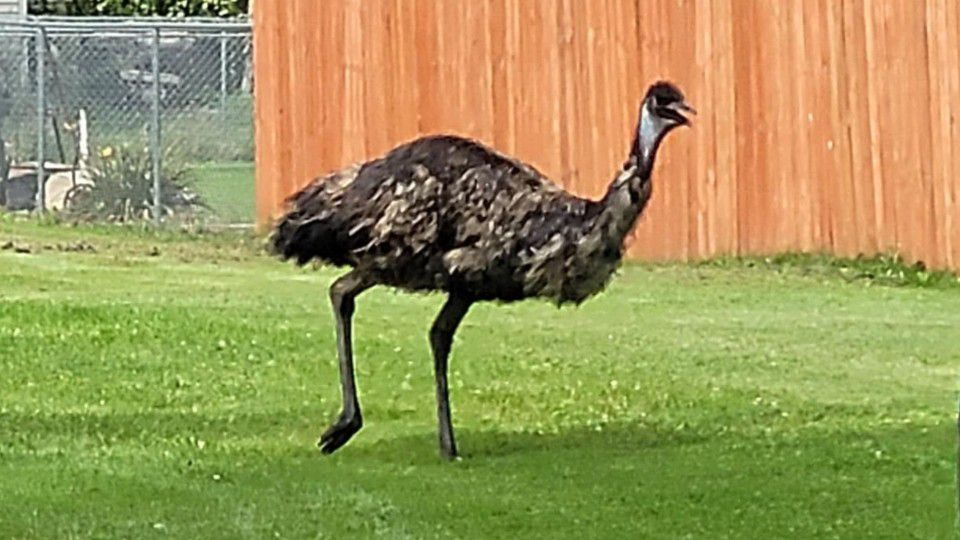Runaway emu ruffles feathers in Michigan village – WSOC TV
