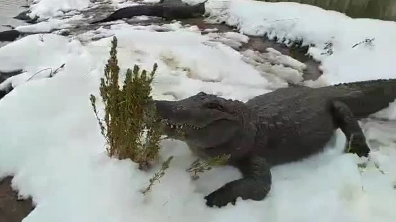 Alligators sun bathe after Colorado snowfall – WPXI