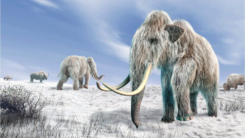 Company working to bring back woolly mammoth – WSB-TV Channel 2 - Atlanta