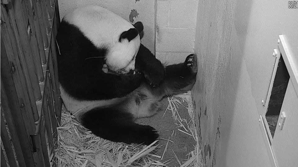 Cuteness abounds: Baby panda gets one-month checkup – WSB-TV Channel 2 ...