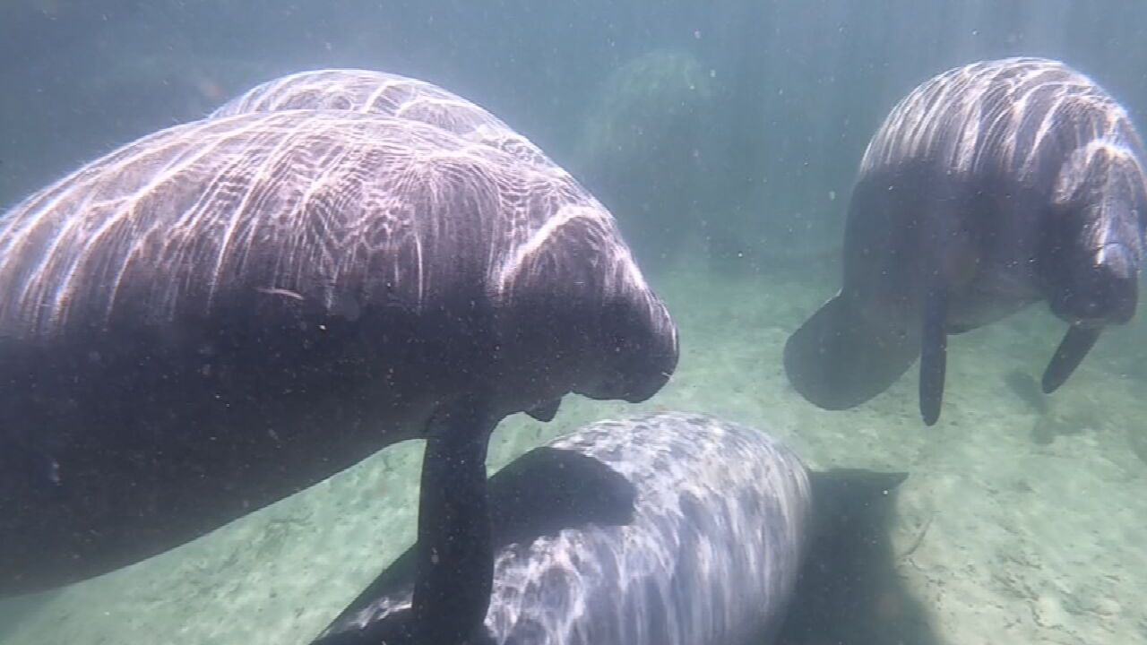 Manatees Habitat Photos: Columbus Zoo Manatees