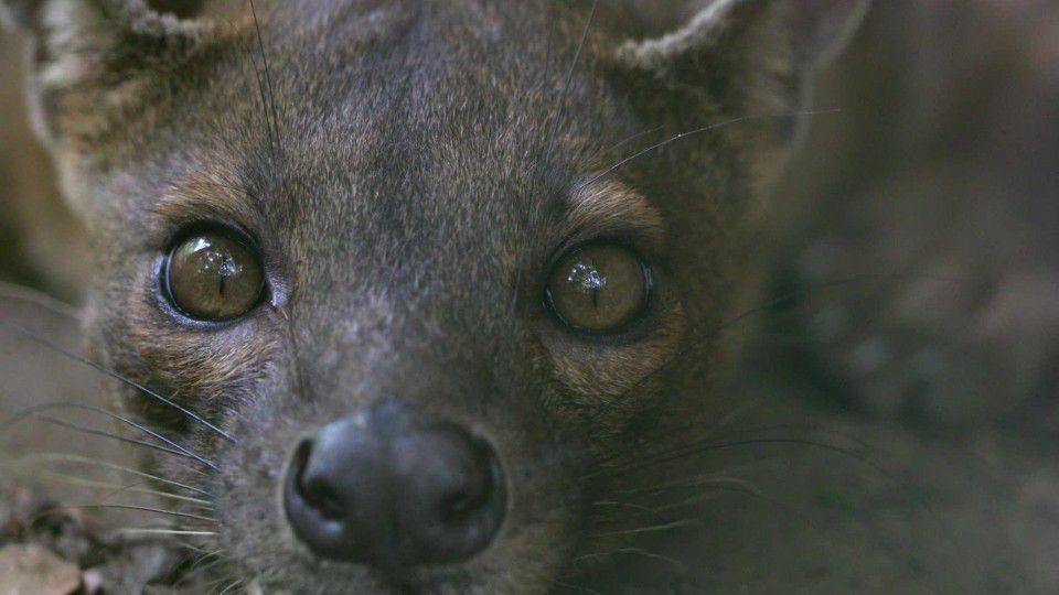 Fossa Animal Outline