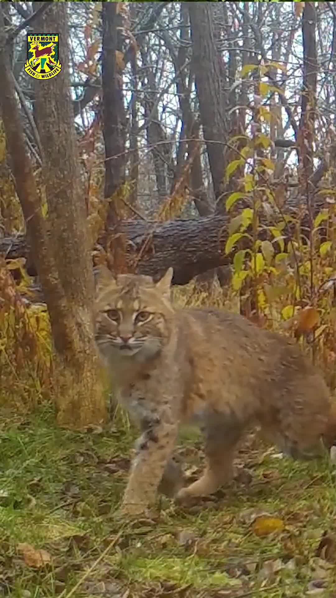 Wild Cat