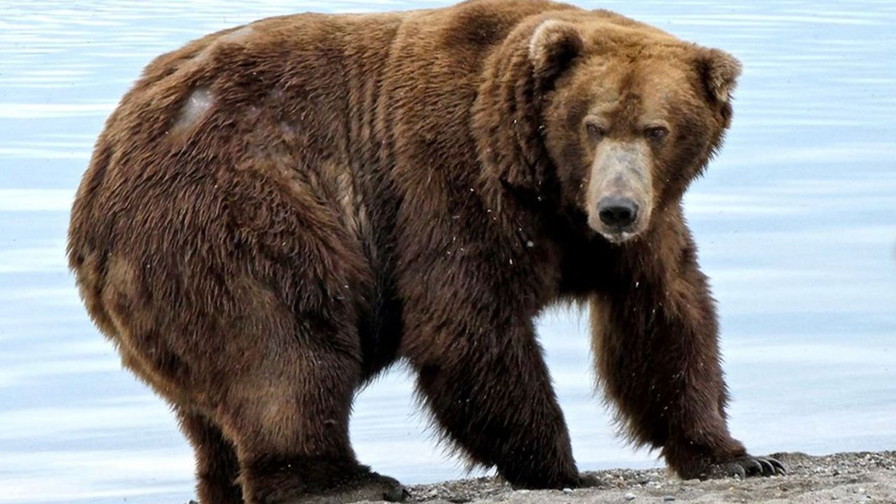 Bear 747 Crowned Winner Of Fat Bear Week 2020 WSOC TV