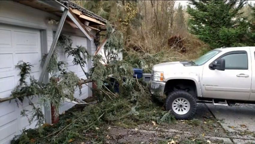 ‘They fall fast and they hurt you bad.’ People in WA State ...
