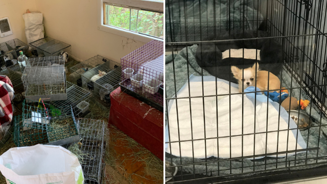 More than 200 animals recovered from West Seattle home in animal ...