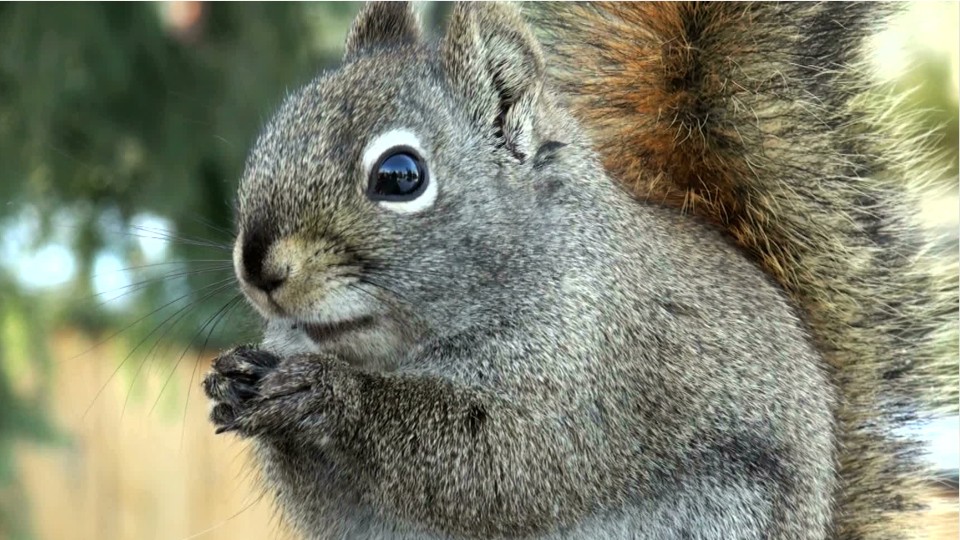 Squirrel goes nuts at church service in Alabama – Boston 25 News