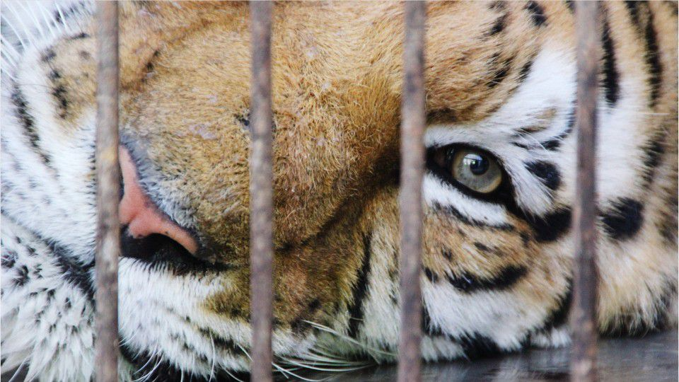 Coronavirus: 11-year-old tiger at Zoo Knoxville tests positive – WGAU