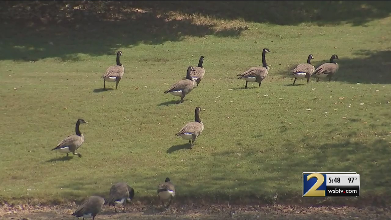 Canada geese invade Cobb neighborhood